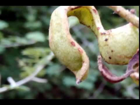 SICKLE BUSH TREE KAI - YouTube