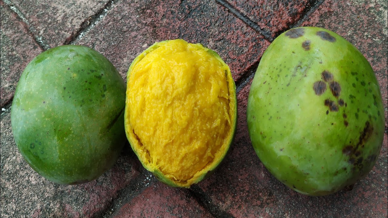 Kuini Mango (Mangifera x odorata) - like Mango and Beef soup, Diesel ...