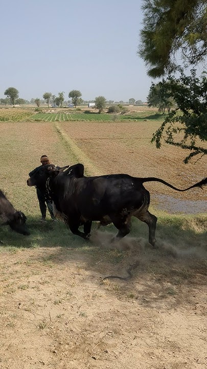 snake attack the animals cows - YouTube