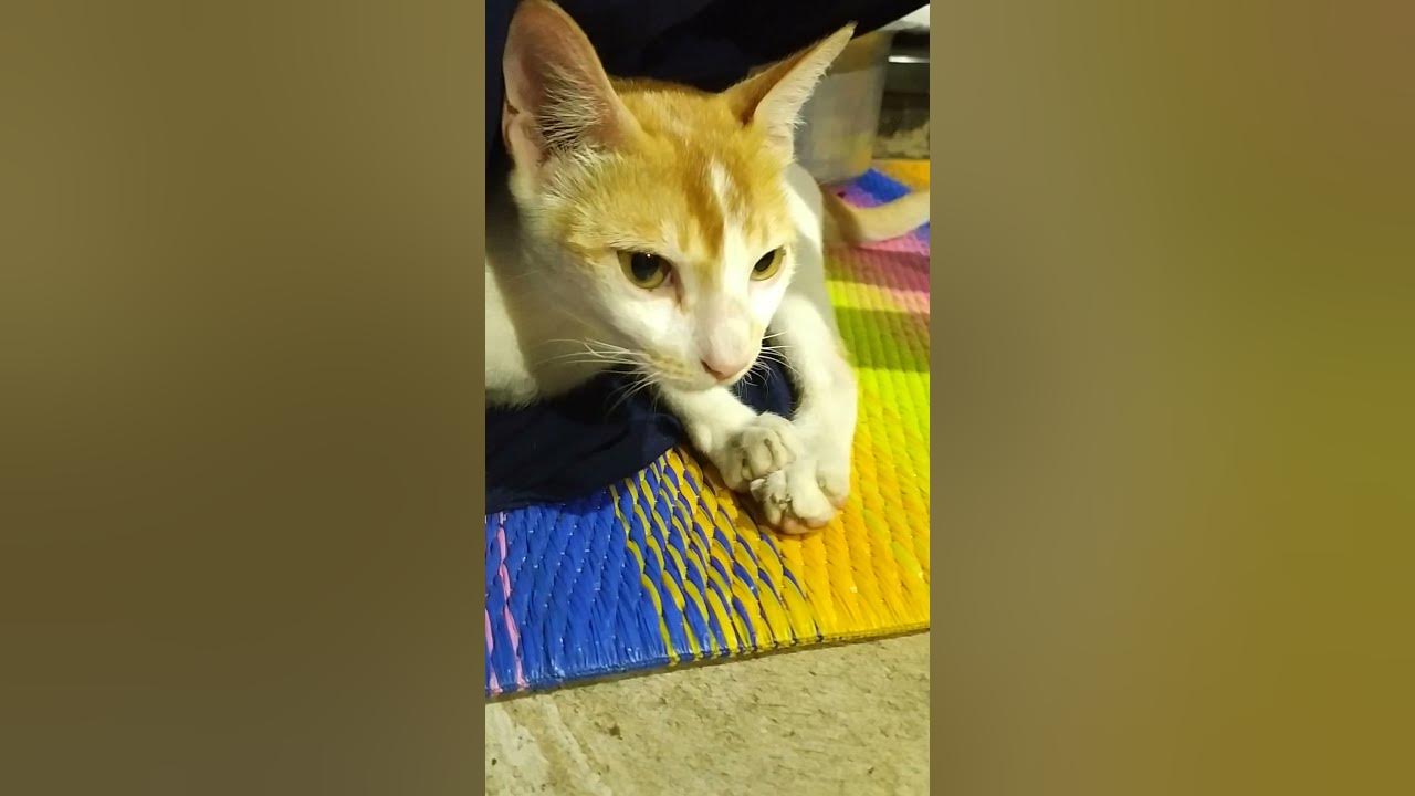 Where Is The Cat YouTube where-is-the-cat-youtube
