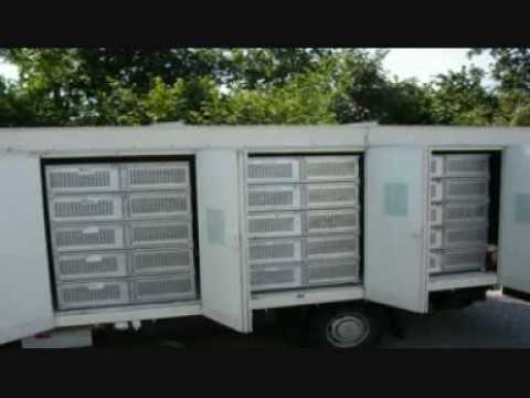 Duivenvervoer, pigeon transport - YouTube