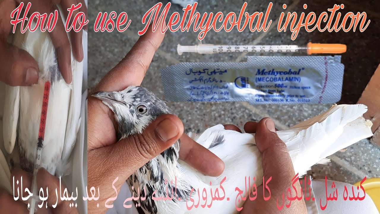 How to use Methycobal injection.#majidpigeoncare - YouTube