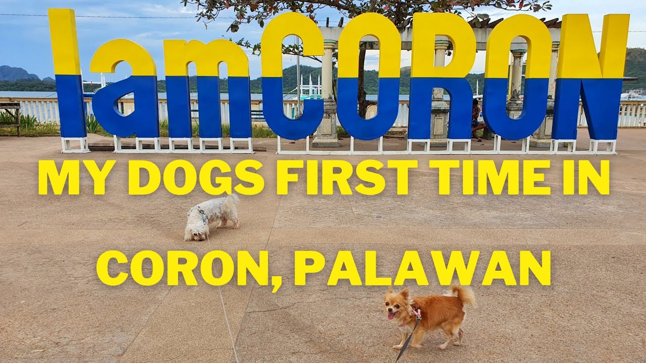 Morning Walk in Coron, Palawan | My Dogs are Happy - YouTube