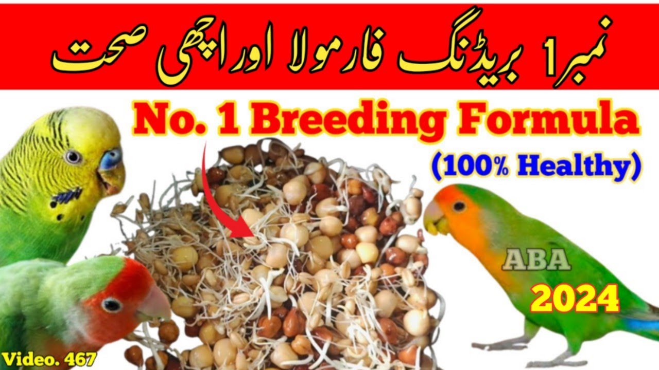 No. 1 Breeding Formula & Healthy Diet for Birds (Love Birds, Budgies ...