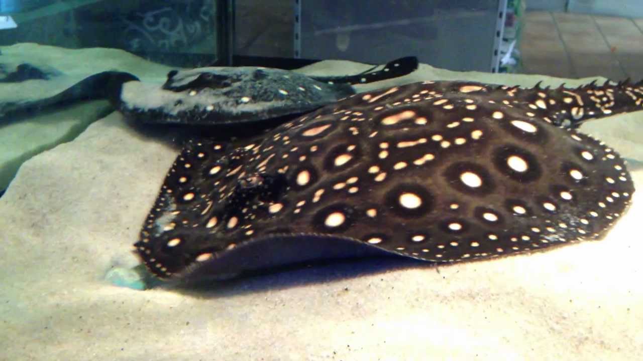 Nuestras rayas en su acuario. - YouTube