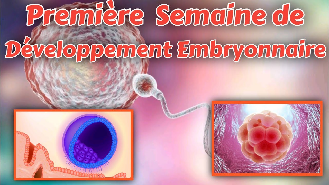 Comprendre la PREMIERE SEMAINE DE DEVELOPPEMENT EMBRYONNAIRE - YouTube