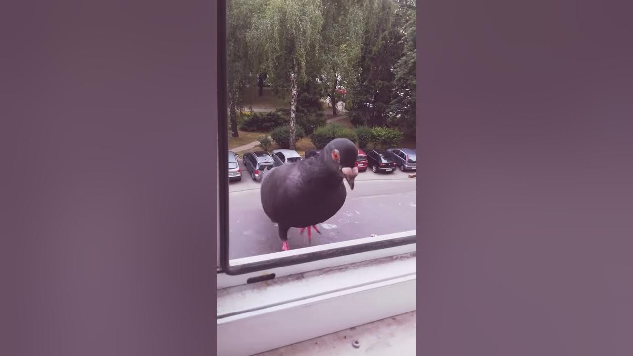 Chytry gołomp z Lublina - YouTube