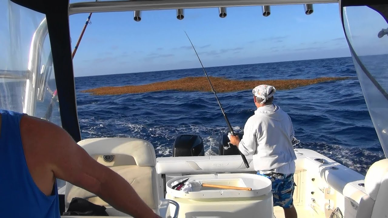 Yellowfin Tuna ! Kelp Patty The Reel Brothers Presents - YouTube