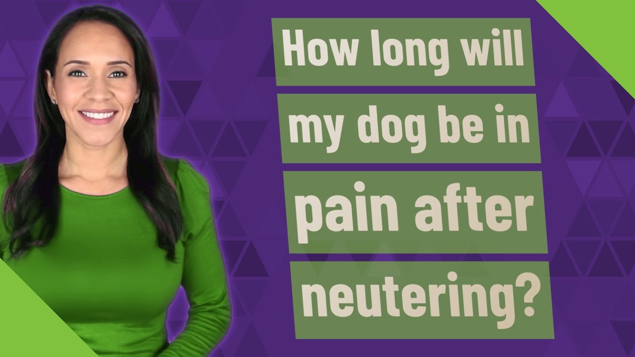 How Long Will My Dog Be In Pain After Neutering YouTube how-long-will-my-dog-be-in-pain-after-neutering-youtube