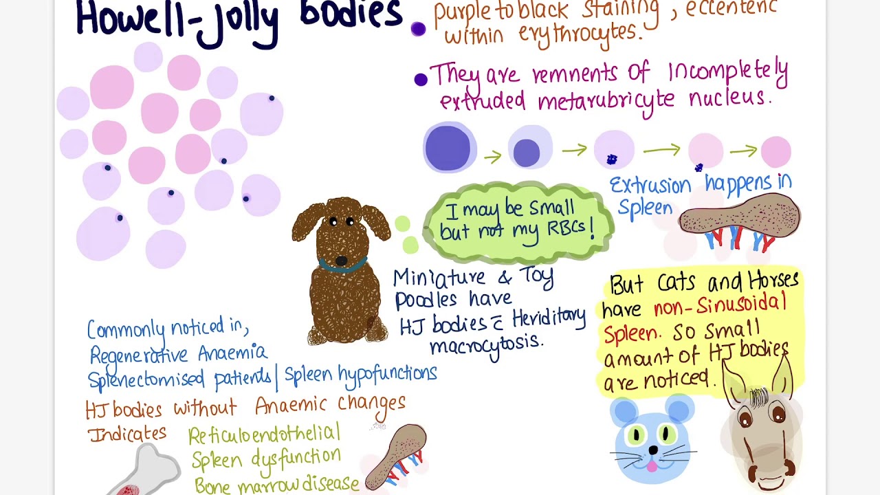 Howell jolly bodies - YouTube