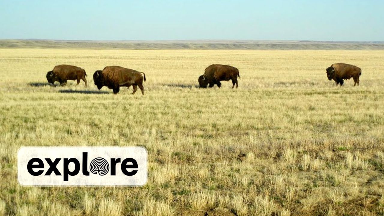 Baby Bison Playing with the Herd - YouTube