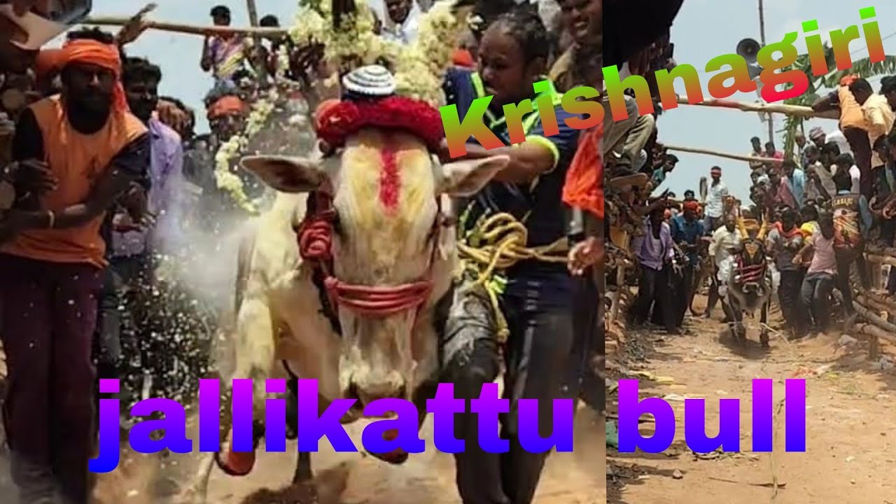 hori habba @ v412 Krishnagiri shoolgiri # jallikattu bull winners - YouTube