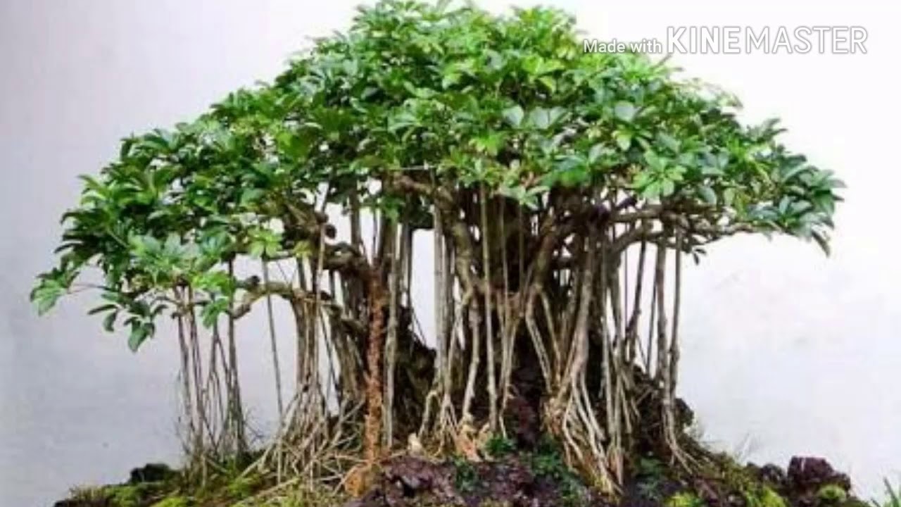 How to grow aerial roots #aerial roots bonsai || aerial roots ficus ...