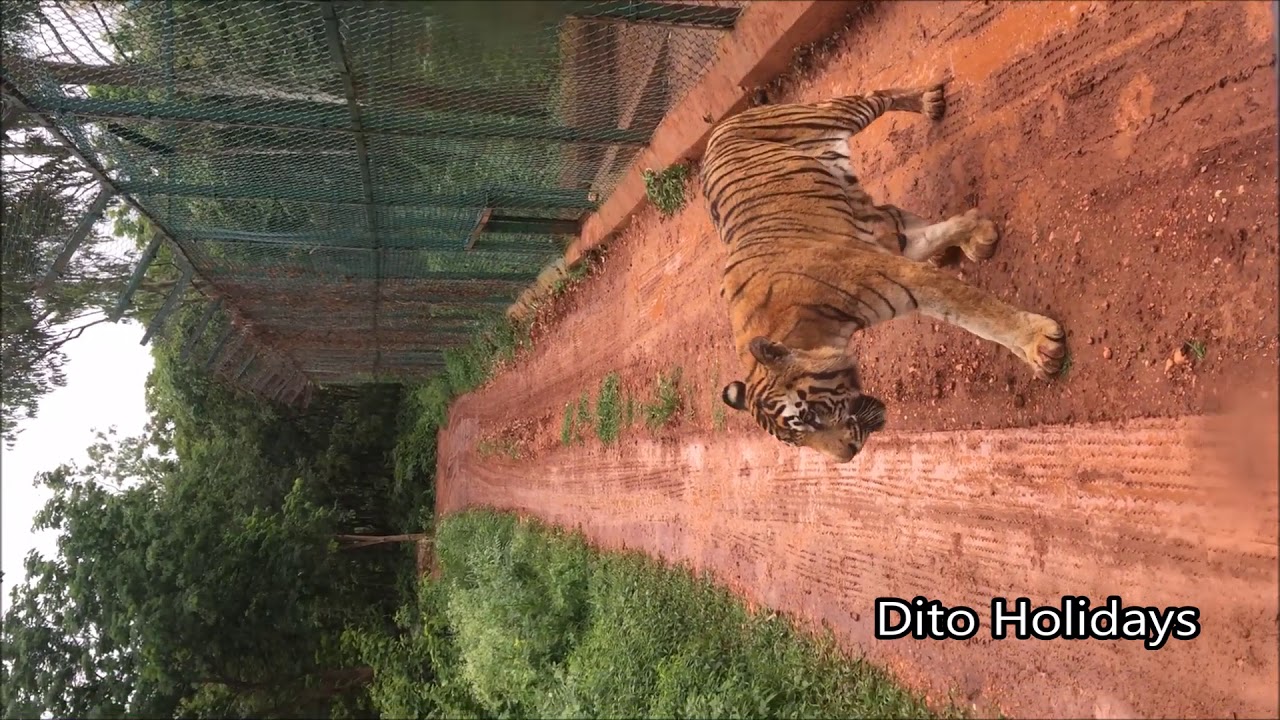 Lion & Tiger Safari, Shimoga, Karnataka. - YouTube