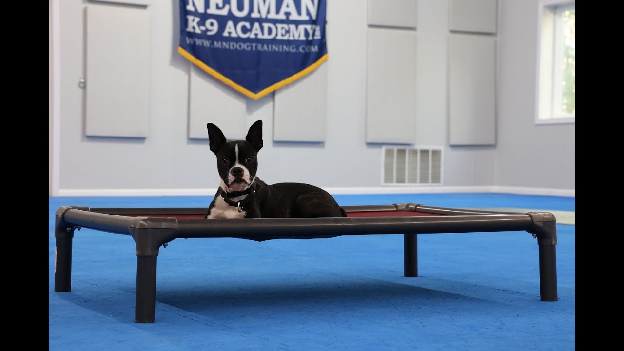 Leo (Boston Terrier) Puppy Camp Dog Training Video Demonstration - YouTube