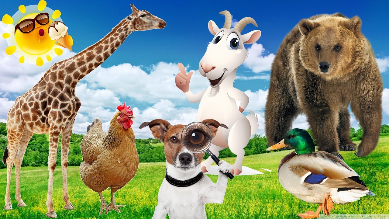 Animals and their sounds, funny running animals - YouTube