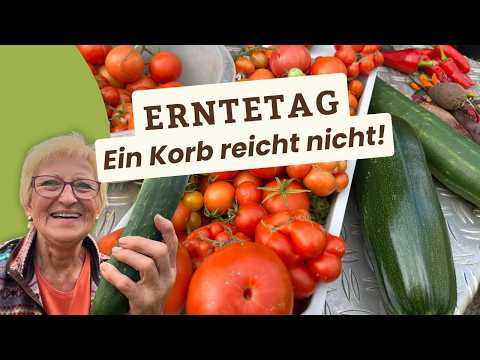 Gemüsefreuden: Volle Erntekörbe im September
