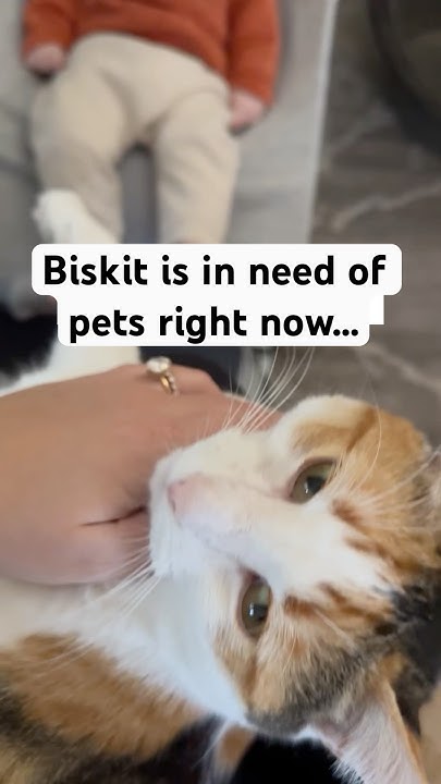 Biskit deserves ALL the pets after this - YouTube