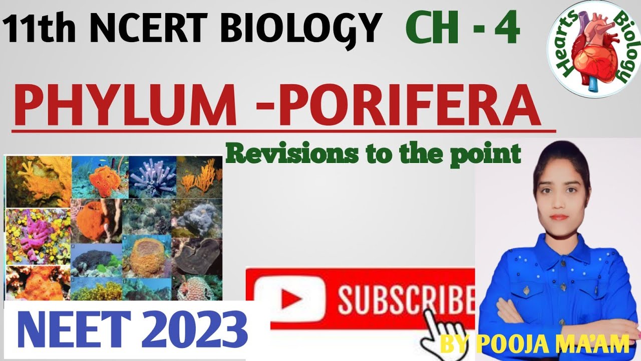 #Phylum porifera ll sponges ll NCERT Biology 11th class ll NEET, KVS ...