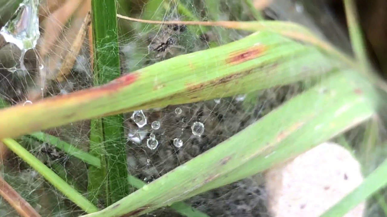 A spider nest full of next generation’s healthy babies. - YouTube