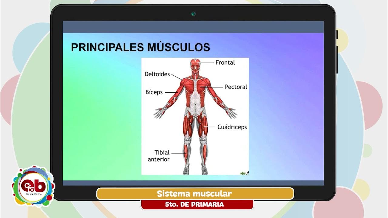5 Primaria - Ciencias Naturales - Sistema muscular - YouTube
