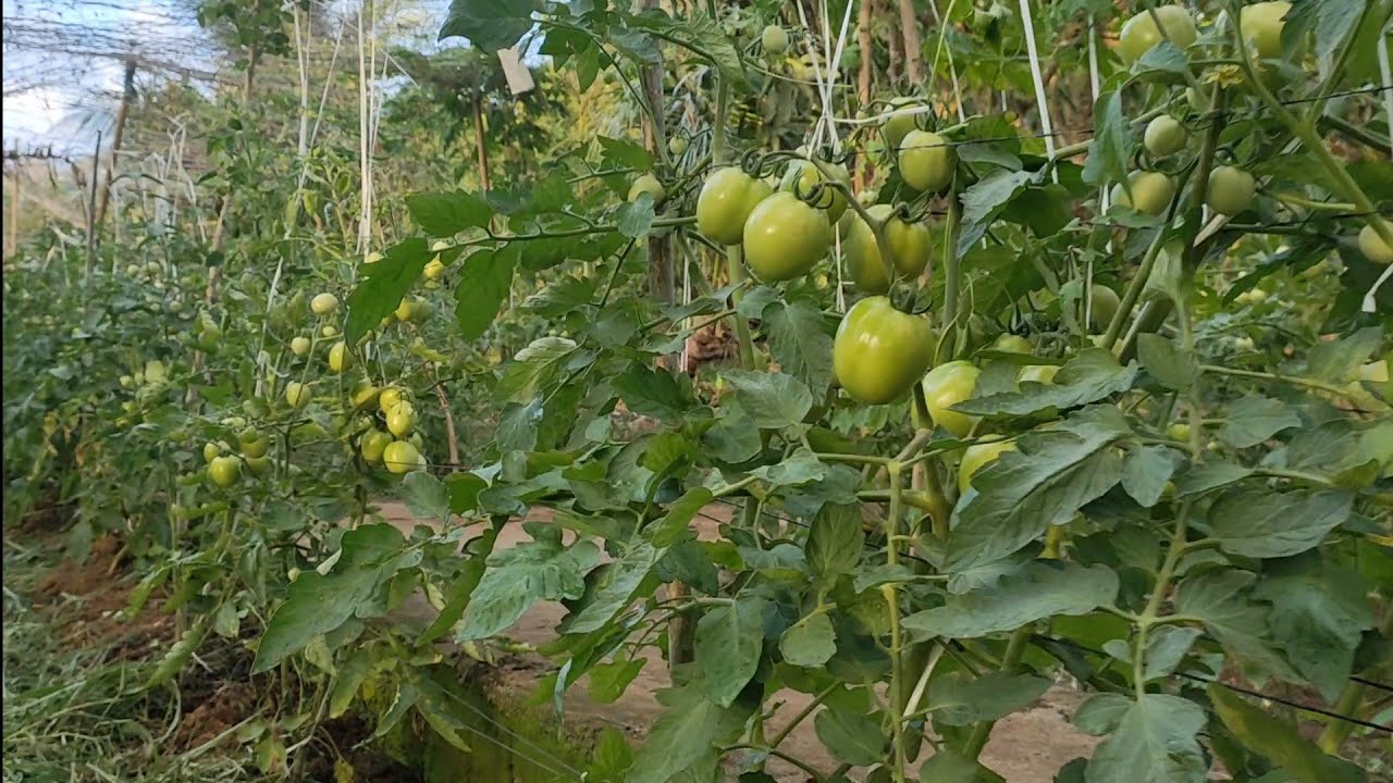 Kamatis Planting"Diamante Max F1" - YouTube