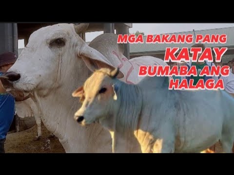MGA BAKANG PANG KATAY BUMABA ANG HALAGA#padregarciabatangas#cowvideos# ...