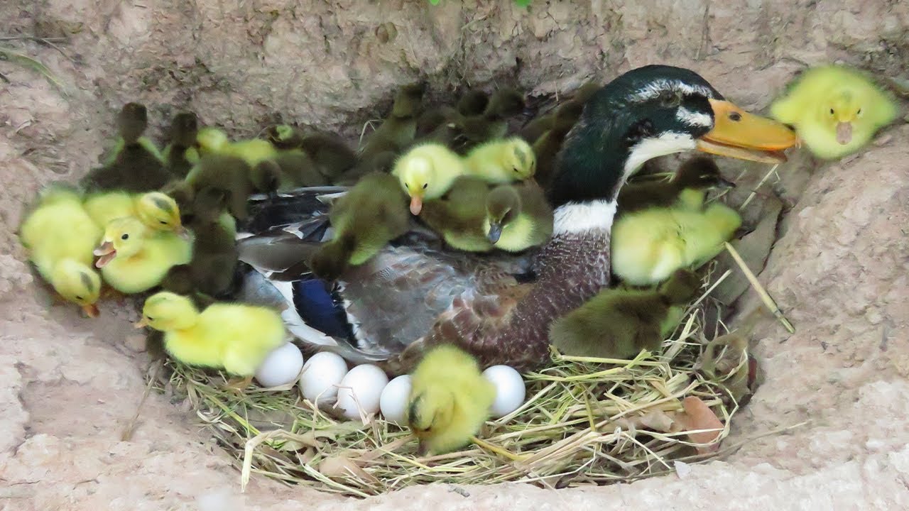 50 Ducklings Hatch From Eggs | Amazing Baby Ducks In The Nest - YouTube