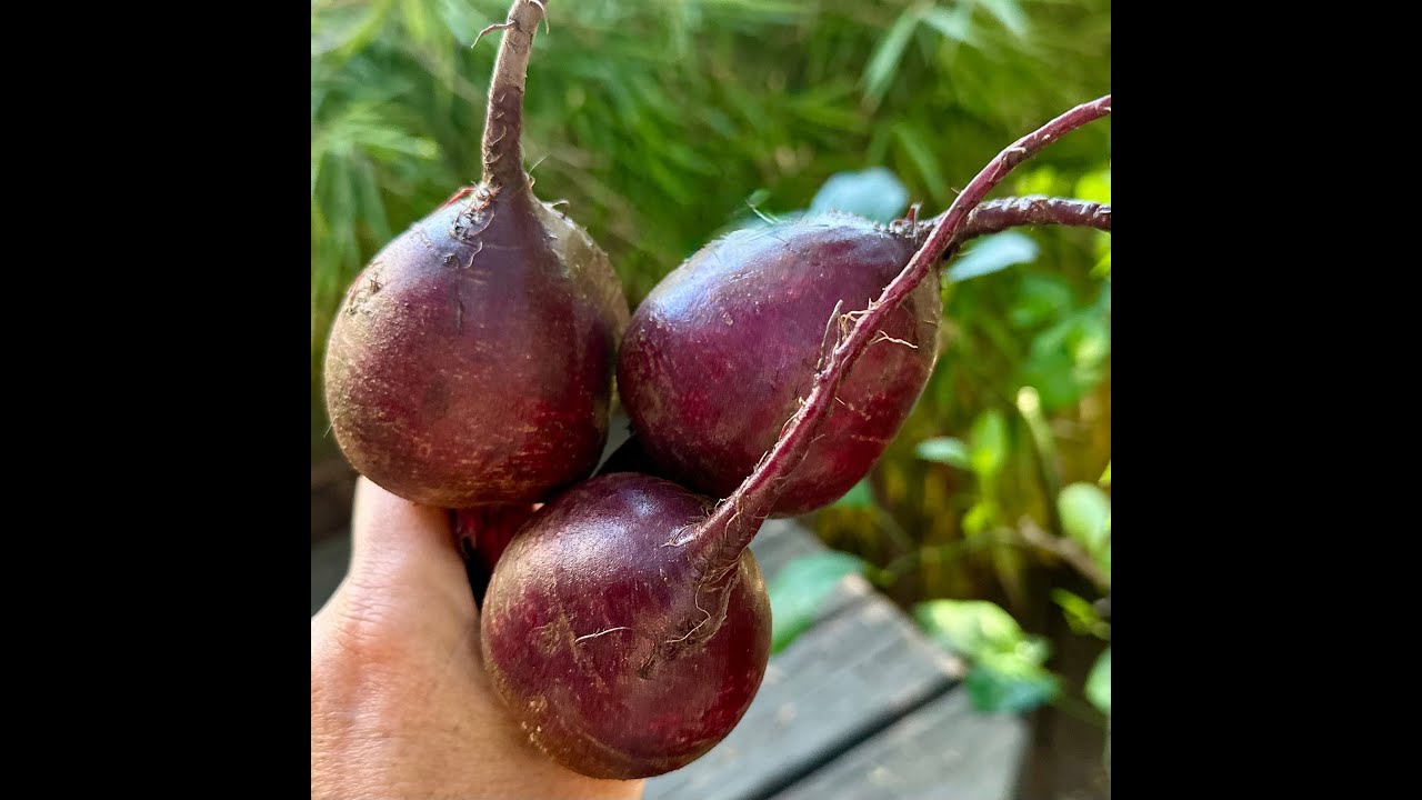 Funny punny Beets take center stage to tell us why they cannot be "beat ...