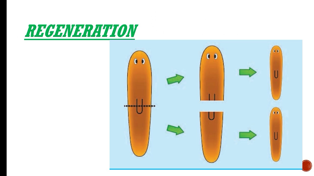 Reproduction in lower and higher animals Part 1 class 12 - YouTube