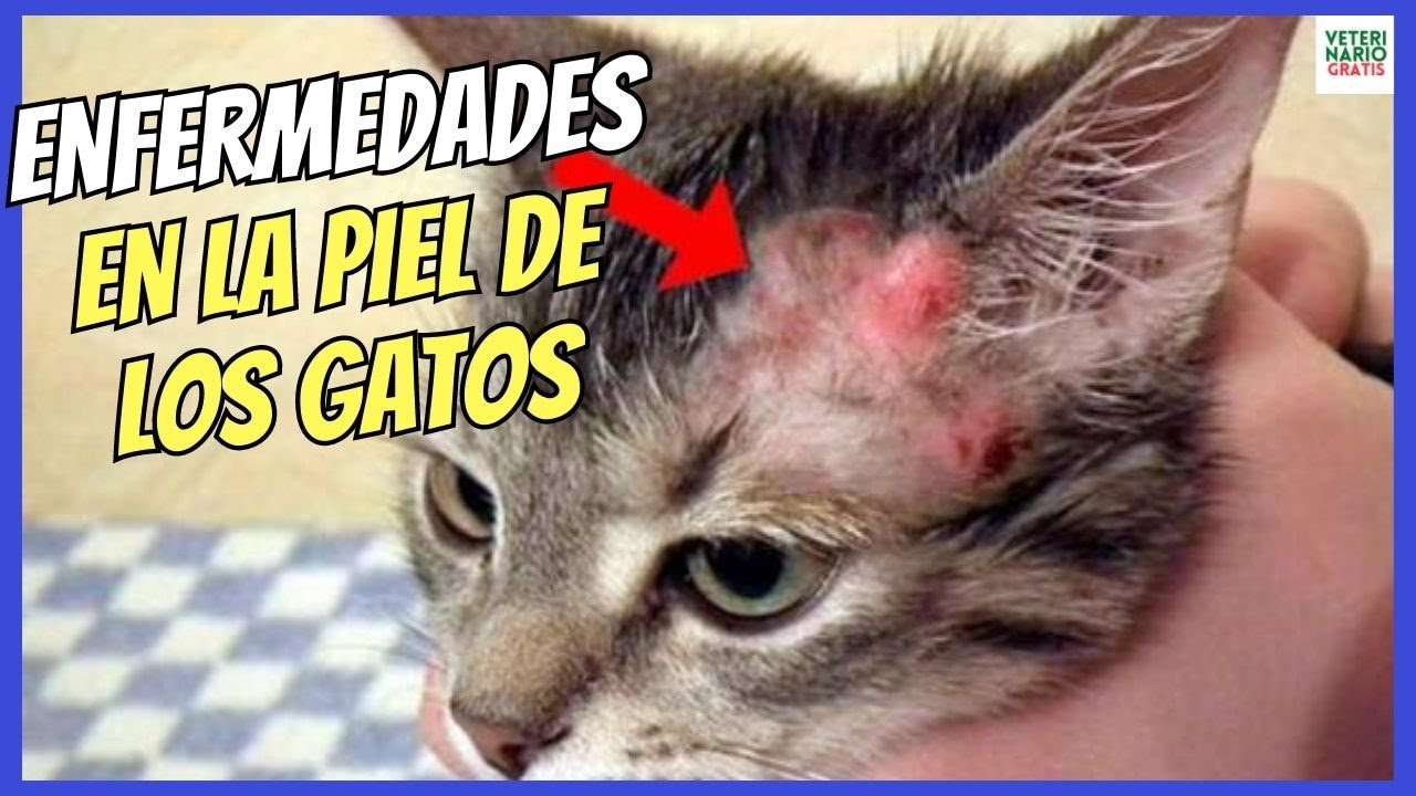 🆘 ENFERMEDADES MÁS COMUNES DE LA PIEL EN LOS GATOS 🆘 - YouTube