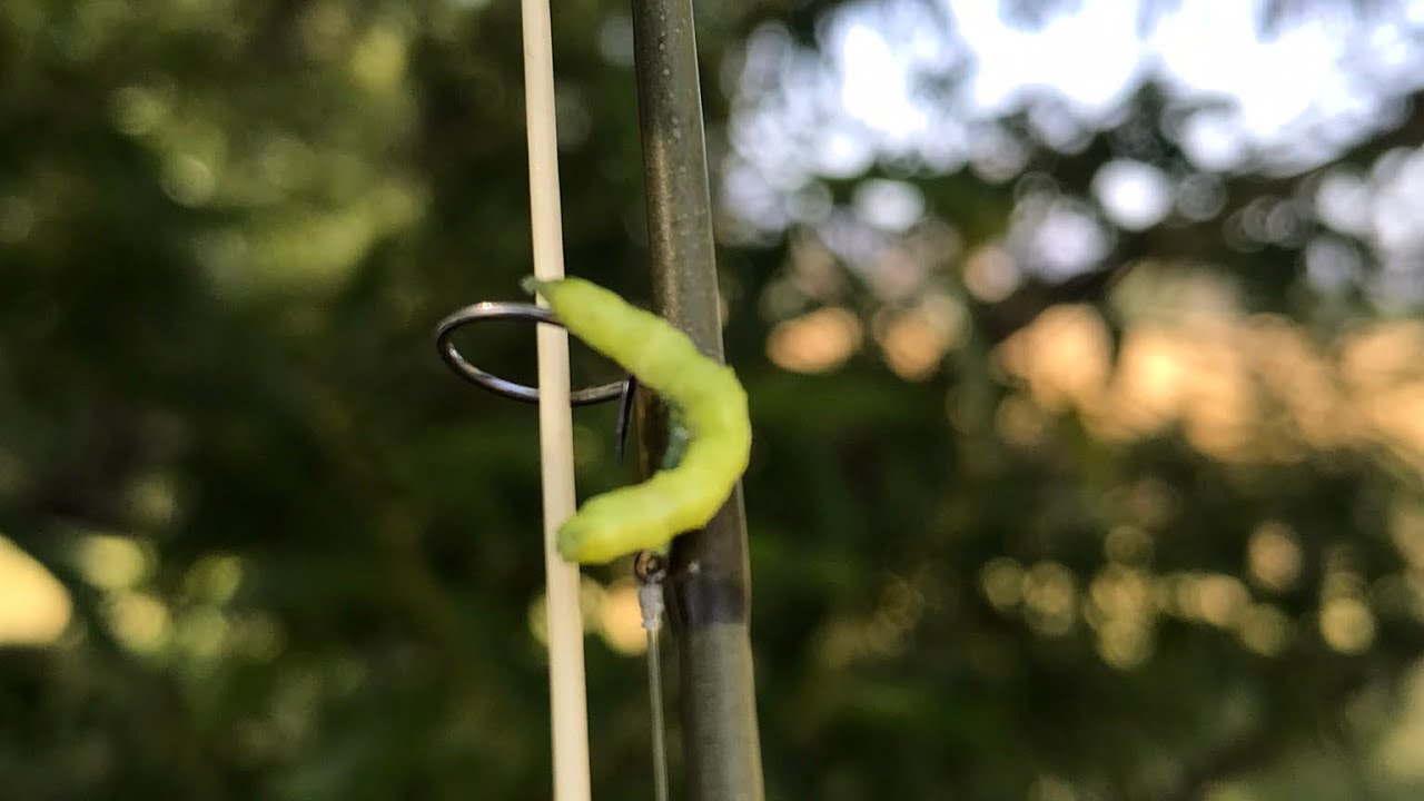 Willow Grub | Fly Tying - YouTube