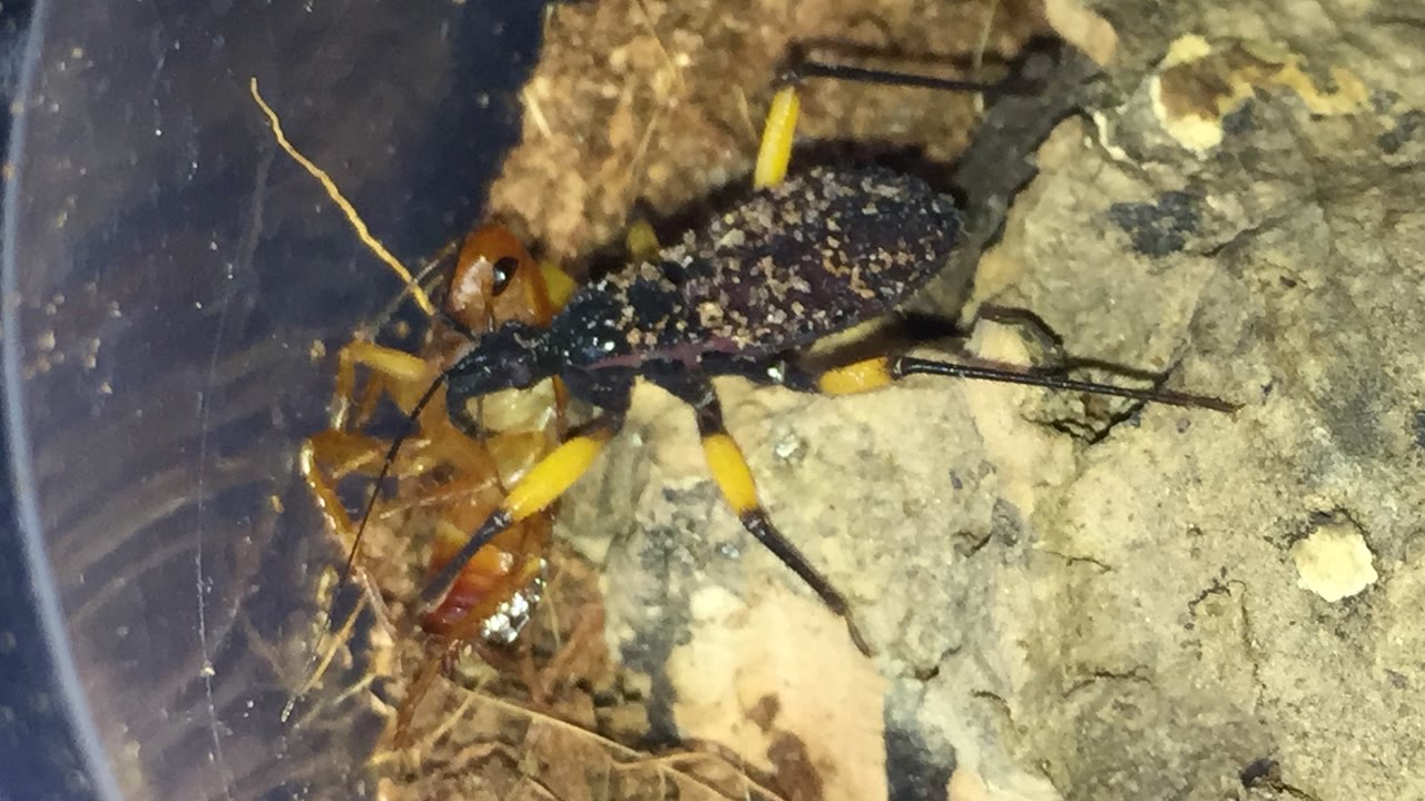 White Spotted Assassin Bug Nymphs Moult Plus Feeding - YouTube