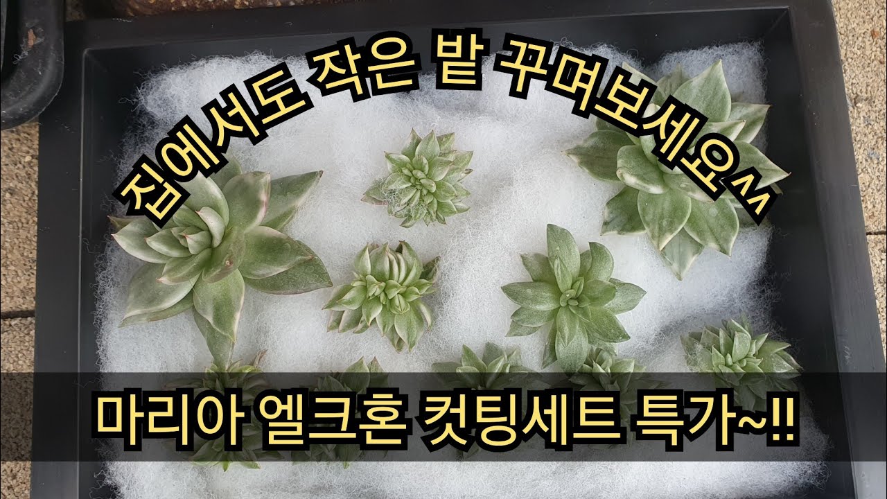 10월 31일 초보자분들도 쉽게 미니 밭처럼 꾸며보세요 다육 다육이 다육식물 다육이금 다육이키우기 금다육이