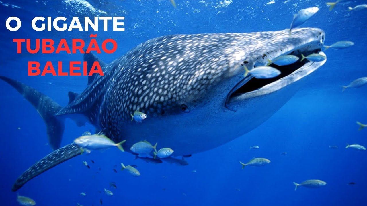 Descubra o magnífico mundo do tubarão baleia - Habitat, hábitos ...