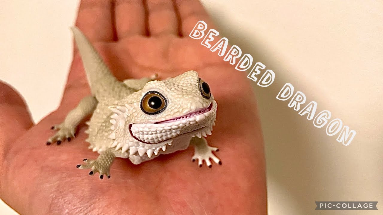 Opening Japanese Capsule Toy(gashapon) bearded dragon/ bearded lizard ...