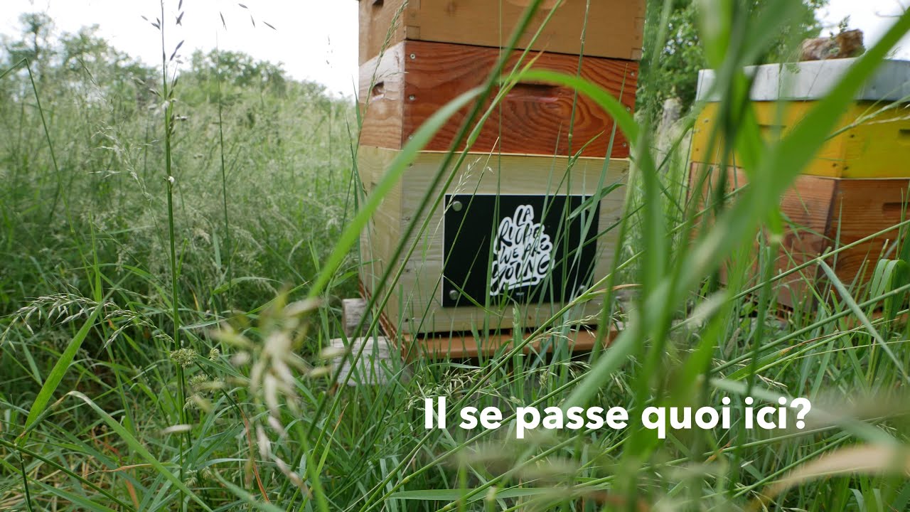 Jusqu'en juin, ça monte, ça monte! La ruche d'Hébé | Beopolis - YouTube