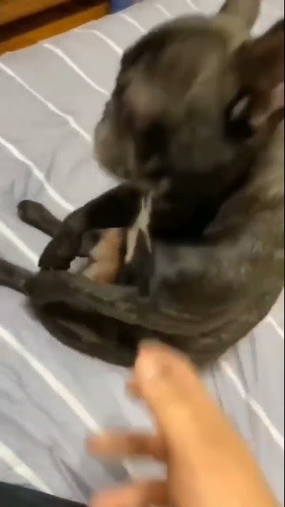 Este perro baila con Beat box - YouTube