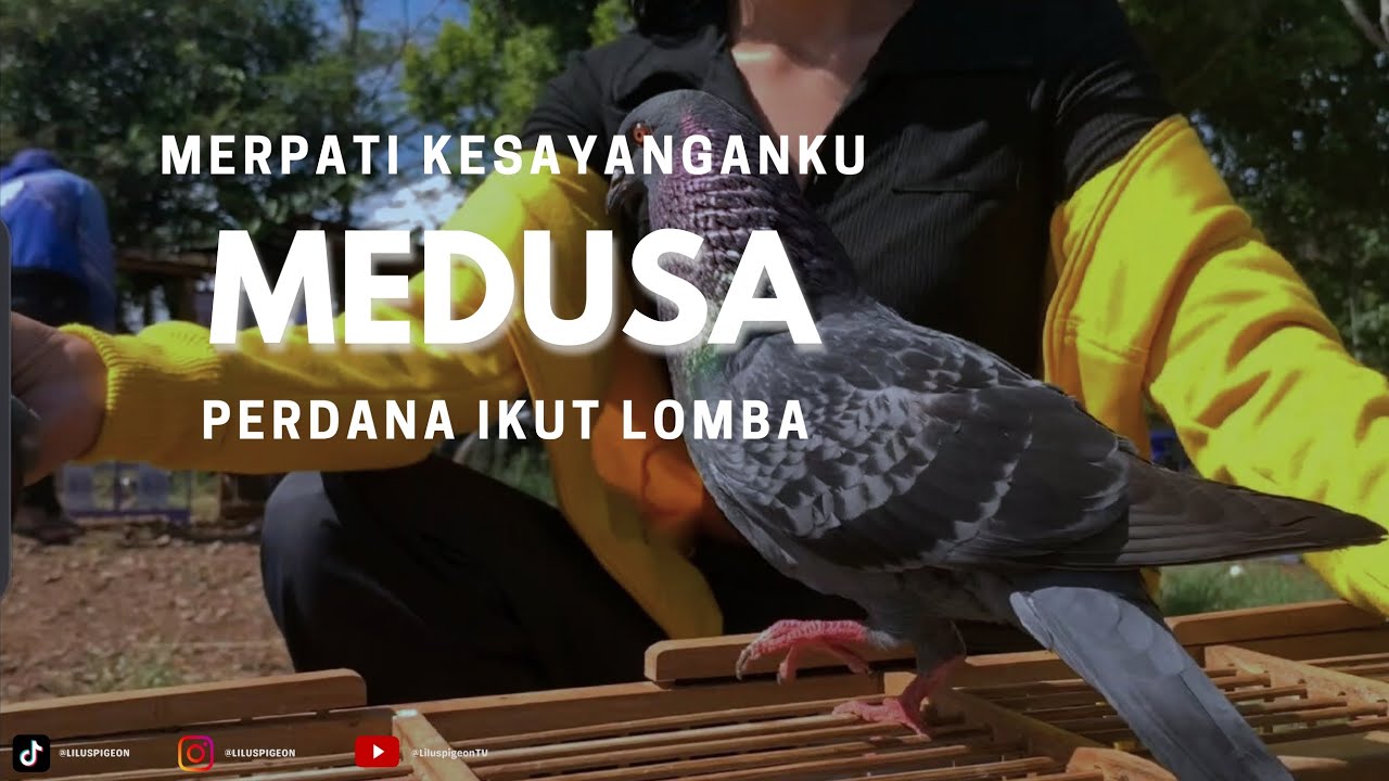 PERTAMA MAIN MERPATI DI LAPAK 46 BANDUNG - YouTube