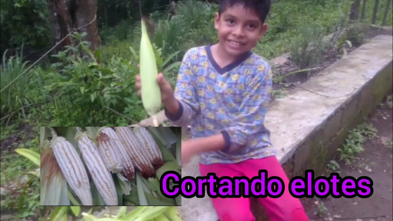 cómo saber cuándo cortar el elote. ya hay 👍👍. penúltima parte de ...