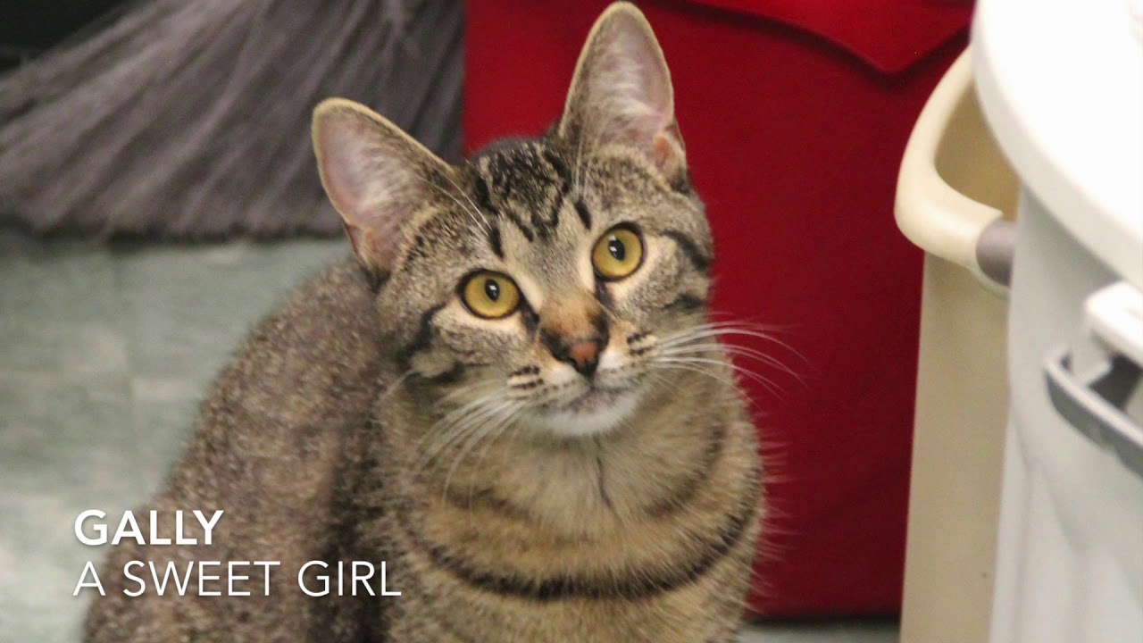 International Cat Day at Warwick Animal Shelter 2019 - YouTube
