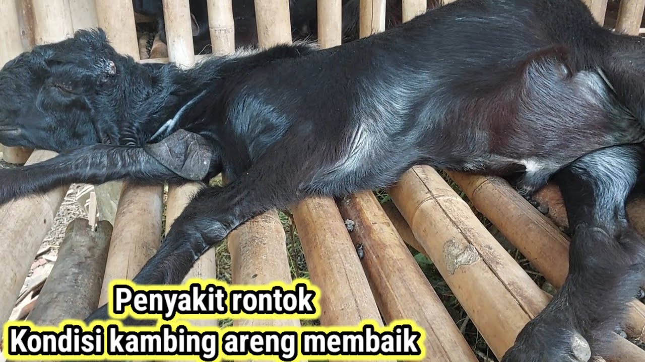 Penyakit rontok kondisi kambing areng membaik - YouTube