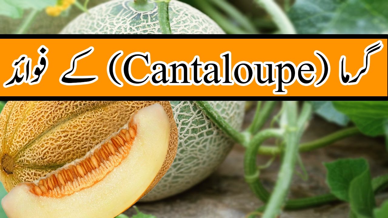 Garma Ke Fawaid In Urdu Top Health Benefits Of Cantaloupe YouTube garma-ke-fawaid-in-urdu-top-health-benefits-of-cantaloupe-youtube