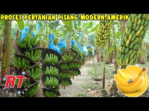BEGINI PROSES BERKEBUN PISANG SECARA MODERN DI NEGERA MAJU