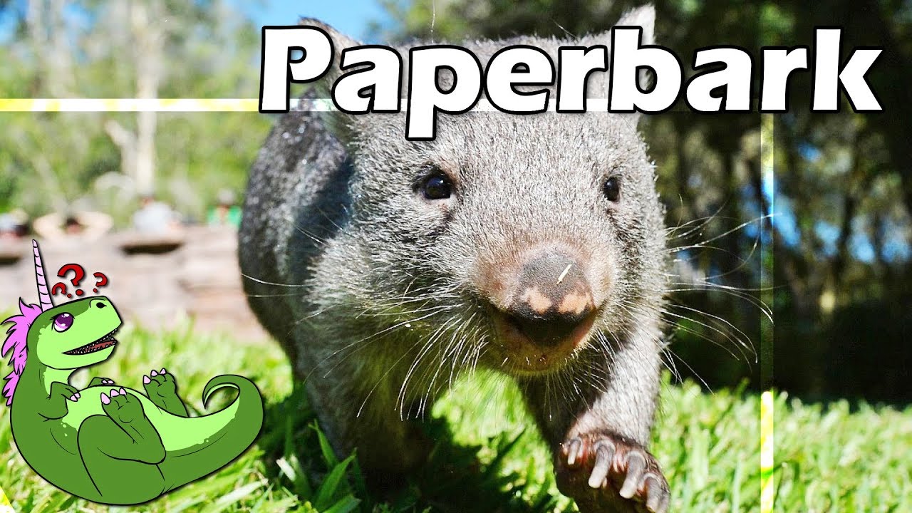 (DÉCOUVERTE) PAPERBARK : l'histoire d'un WOMBAT ! - YouTube