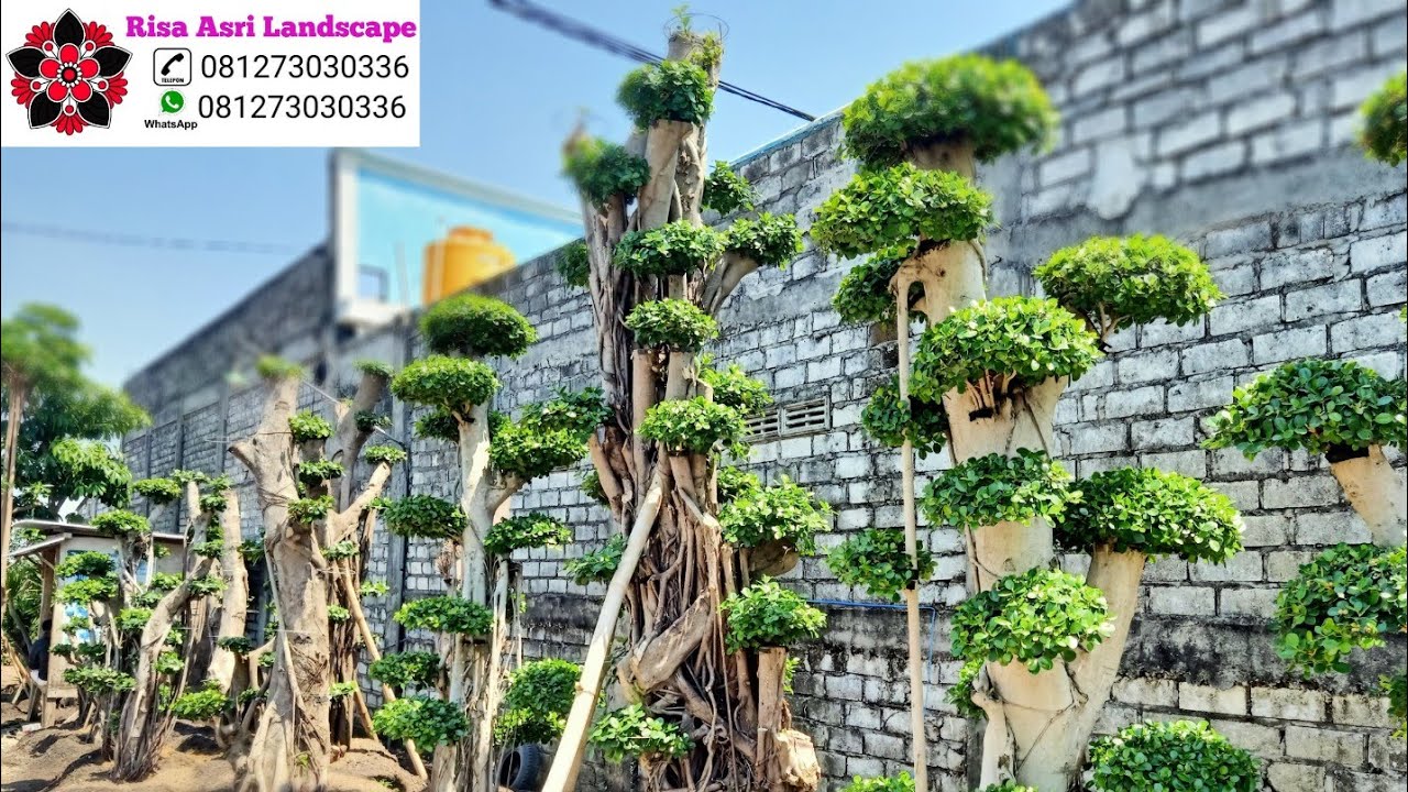 Bonsai Taman Dolar, Randu Varigata, Pohon Pule, Anting Putri, Serut ...