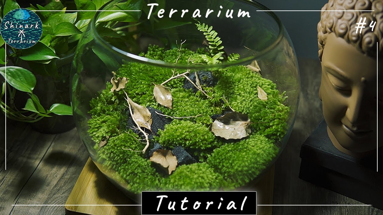 How to make a terrarium for beginners at home diy easy in tank low ...