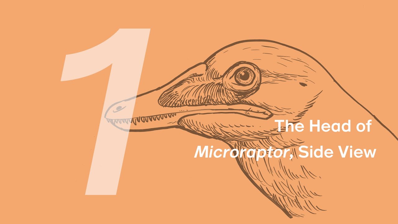 Gaoyuan the Microraptor 1: The Head, Side View | Learn to Draw ...