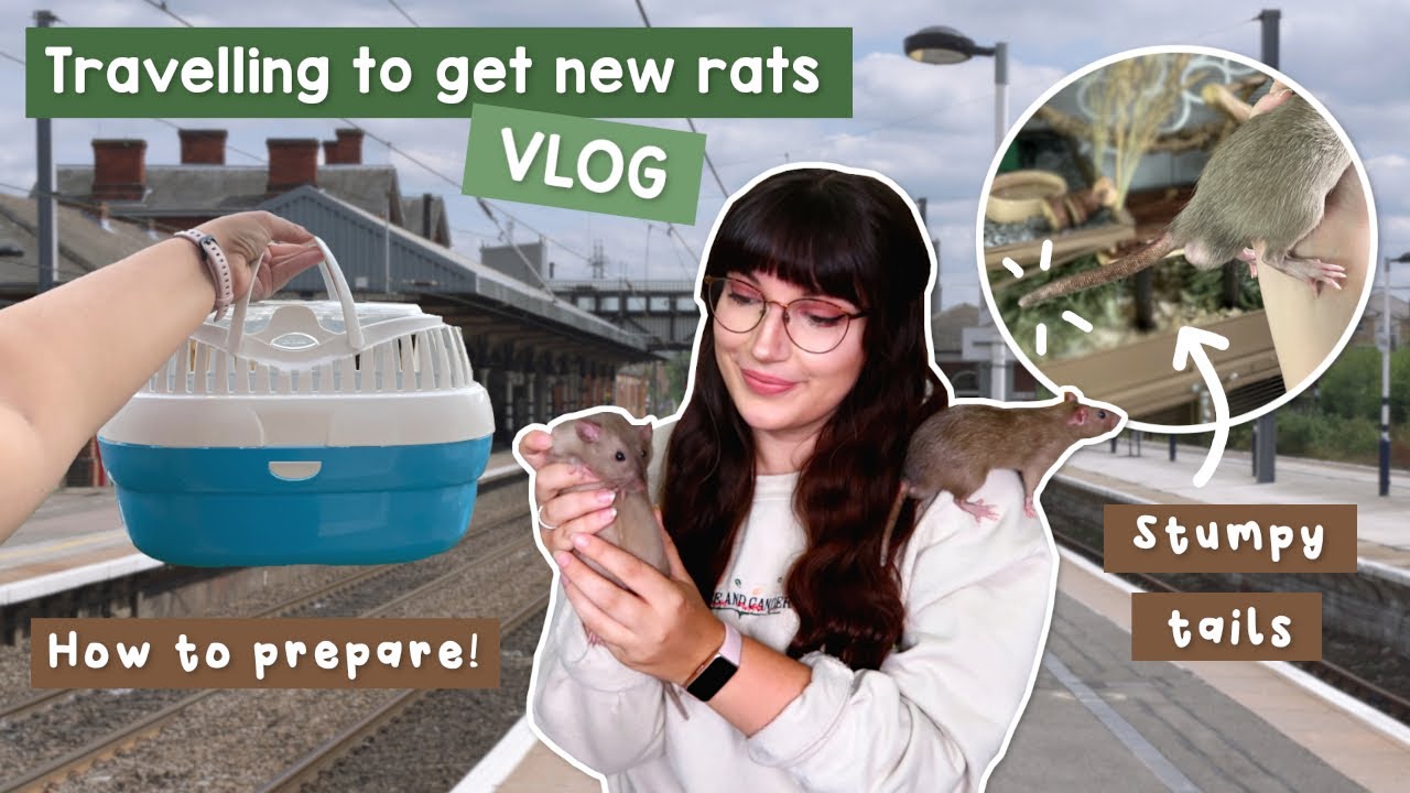 Travelling to get new Rats! They have stumpy tails | VLOG - YouTube