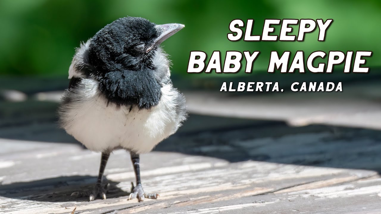 Baby Magpie Checks Out Insta360 Ace Pro Camera & Falls Asleep | # ...